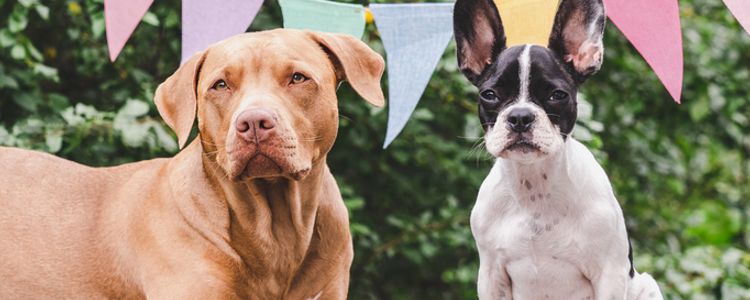 National Dog Day: Everything You Need to Know | SmartFinancial