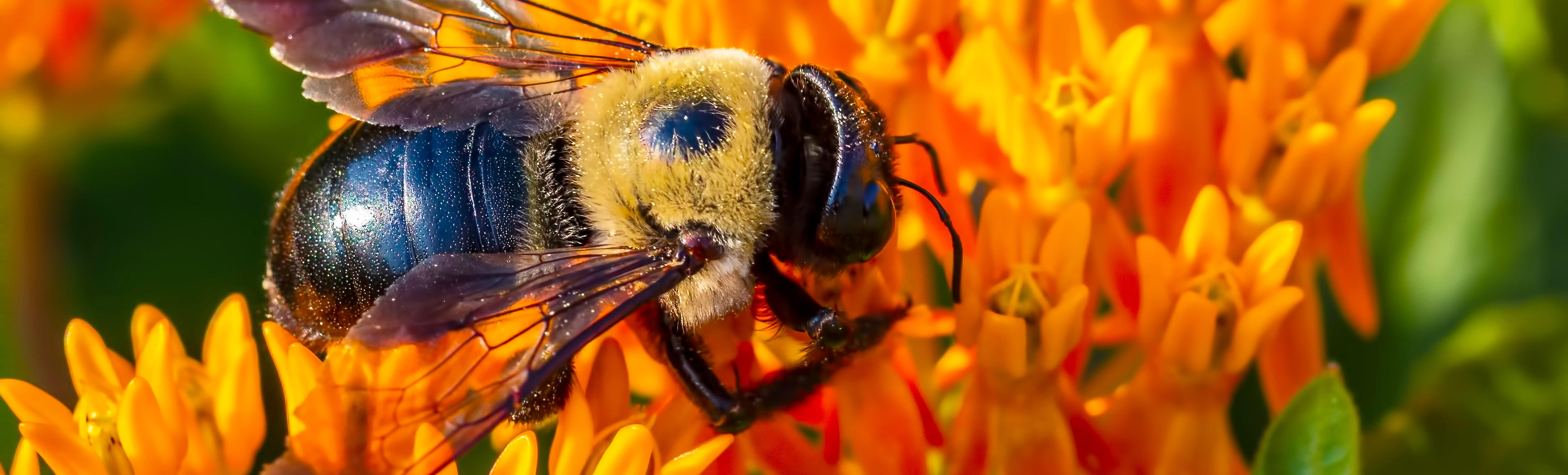 Carpenter Bee Information & Facts | Cook's Pest Control