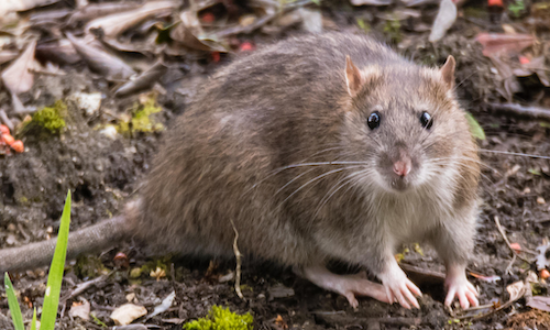 Norway Rat Information | Cook's Pest Control