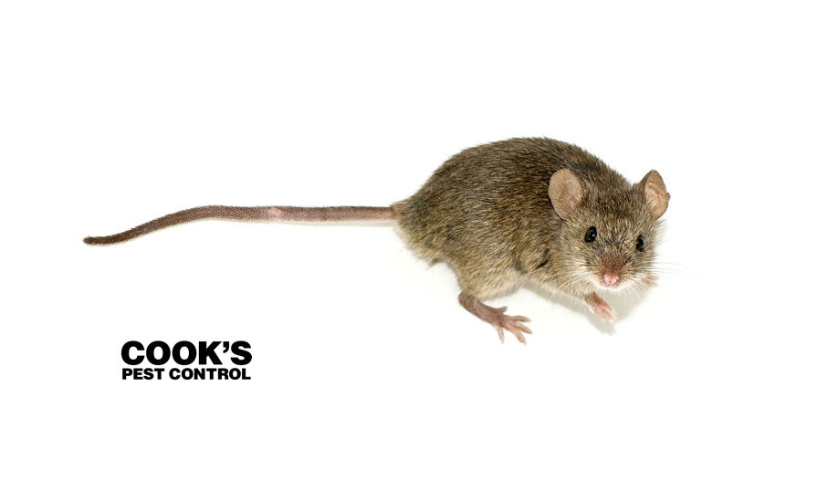 Mouse vs. Rat | Difference Between Mice & Rats | Cook's Pest Control