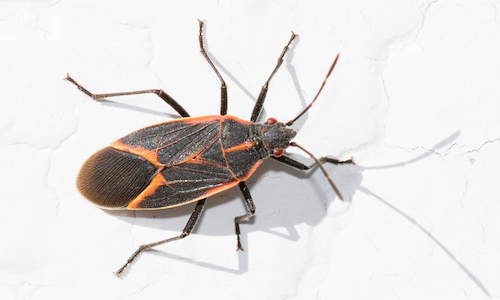 Brown Marmorated Stink Bug Information | Cook's Pest Control