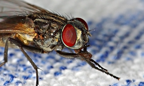 House Fly Information | Cook's Pest Control