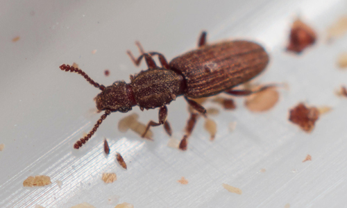 Saw-toothed Grain Beetle Information | Cook's Pest Control