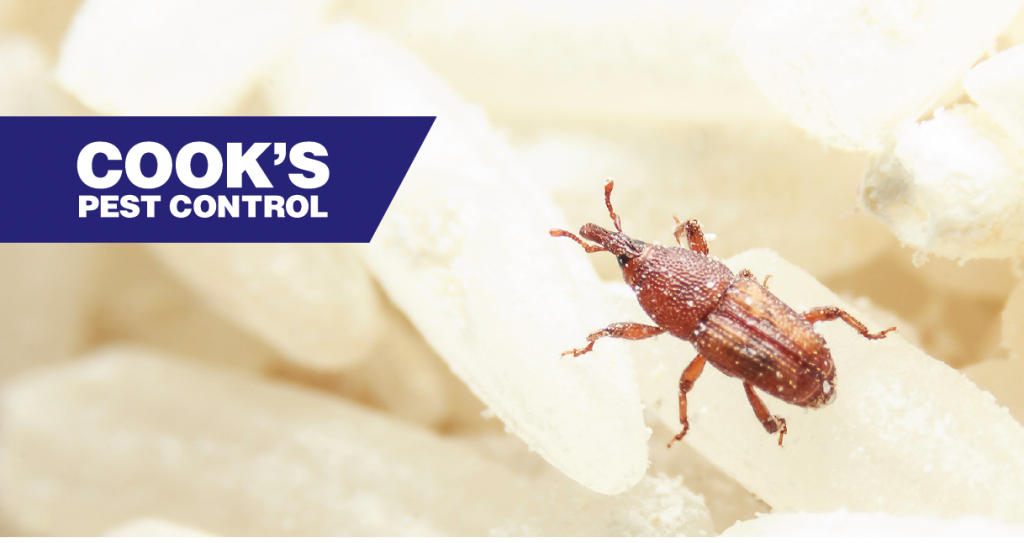 Stored Product Pests: Weevils, Beetles and Moths - Oh my!