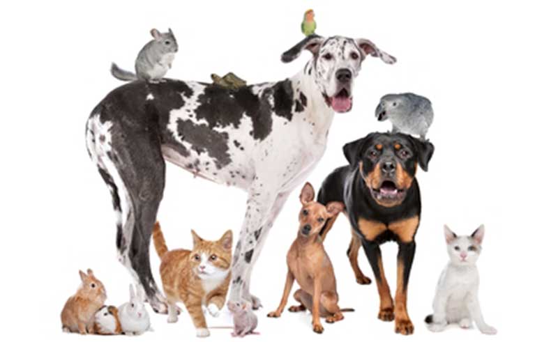 Pet Model Types