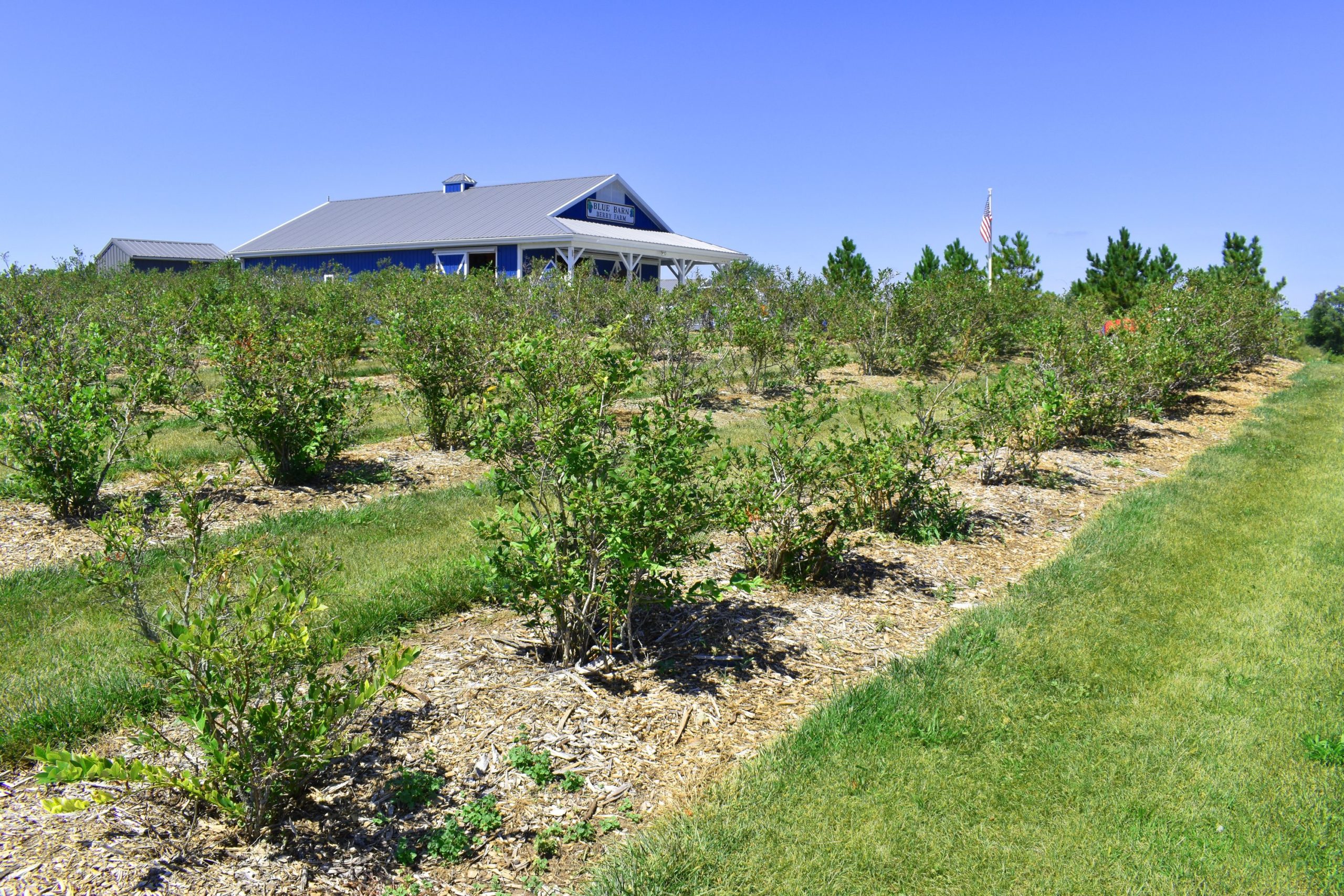 Blue Barn Berry Farm - Visit Kosciusko County