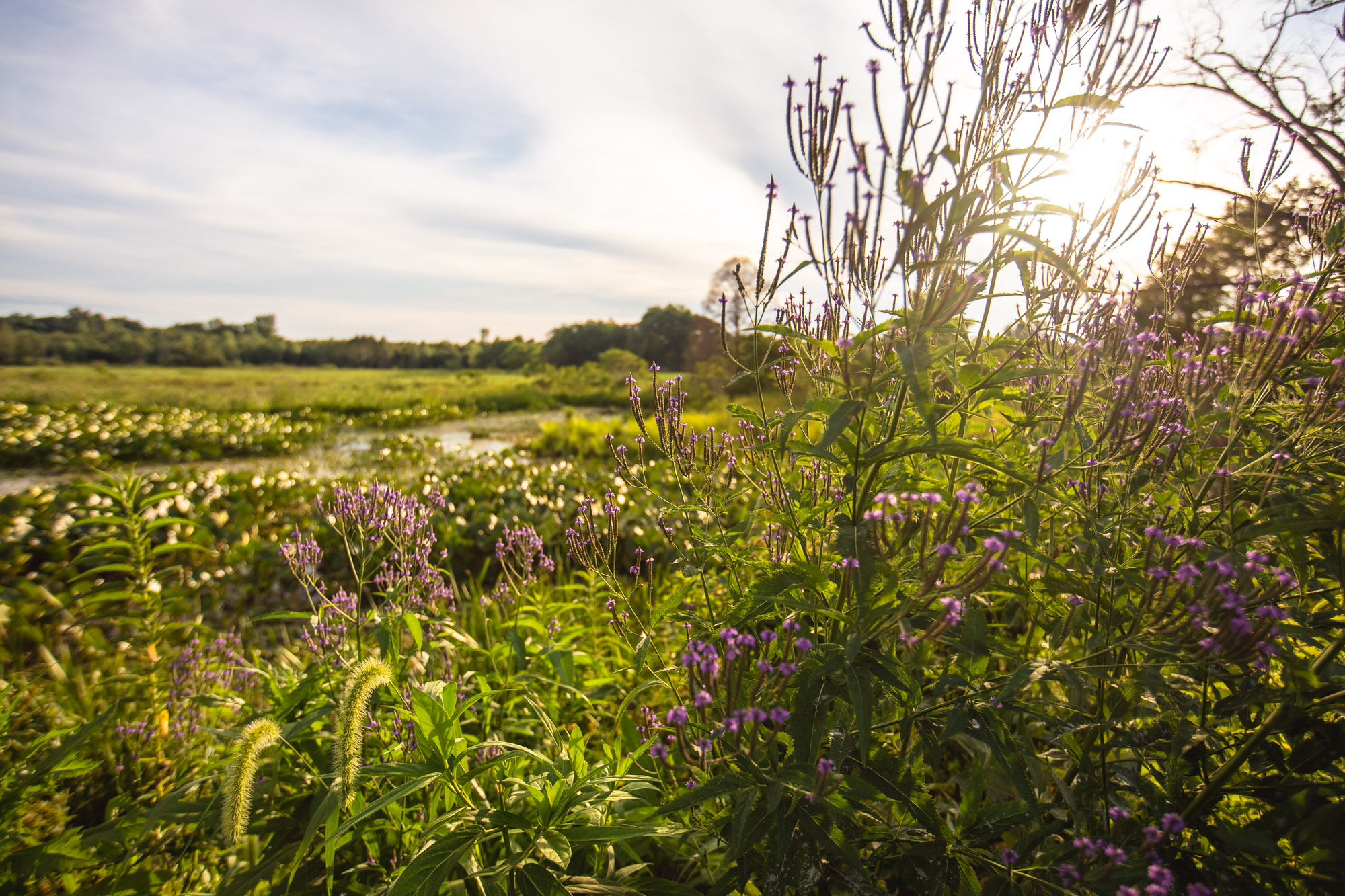 Pisgah Marsh Area and Boardwalk - Visit Kosciusko County
