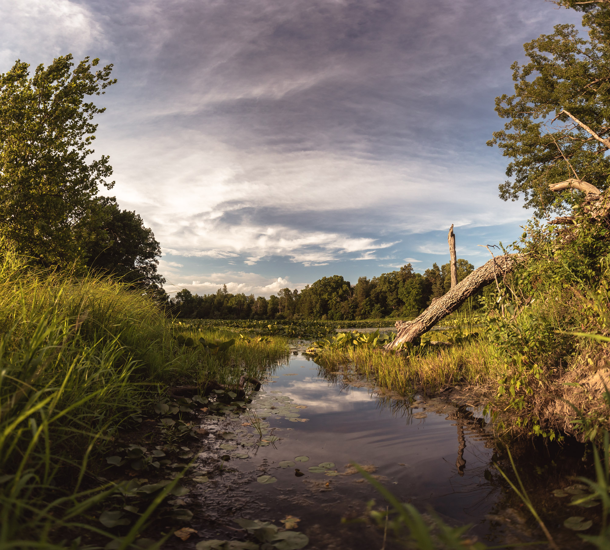 Pisgah Marsh Area and Boardwalk - Visit Kosciusko County