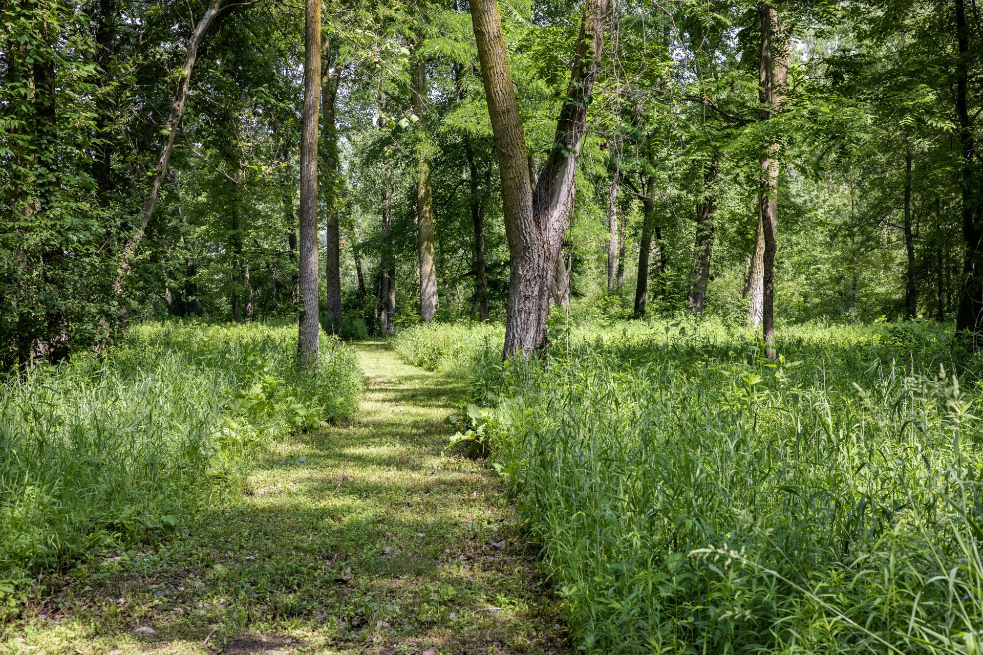 Syracuse Lake Wetland Trails - Visit Kosciusko County