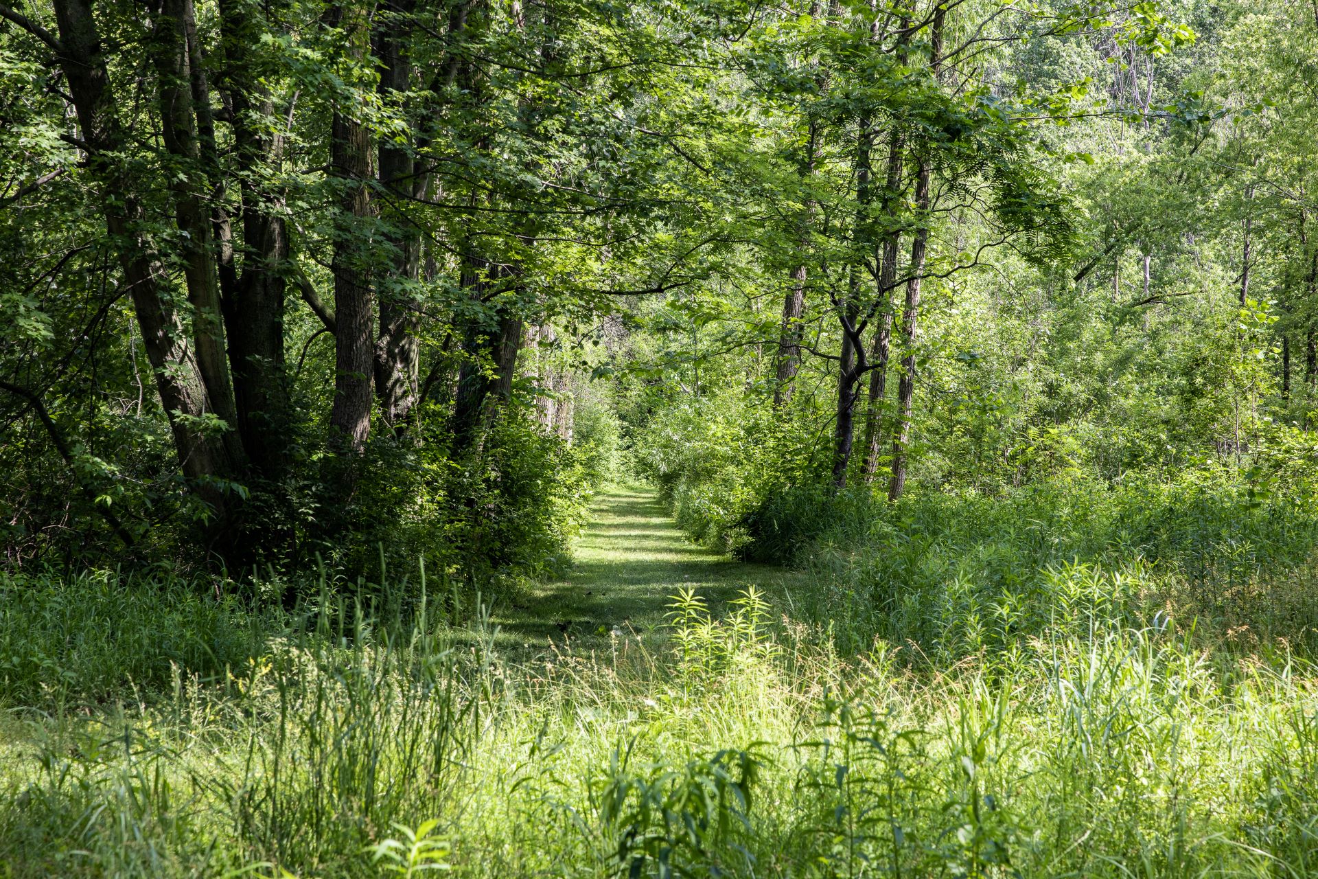 Syracuse Lake Wetland Trails - Visit Kosciusko County