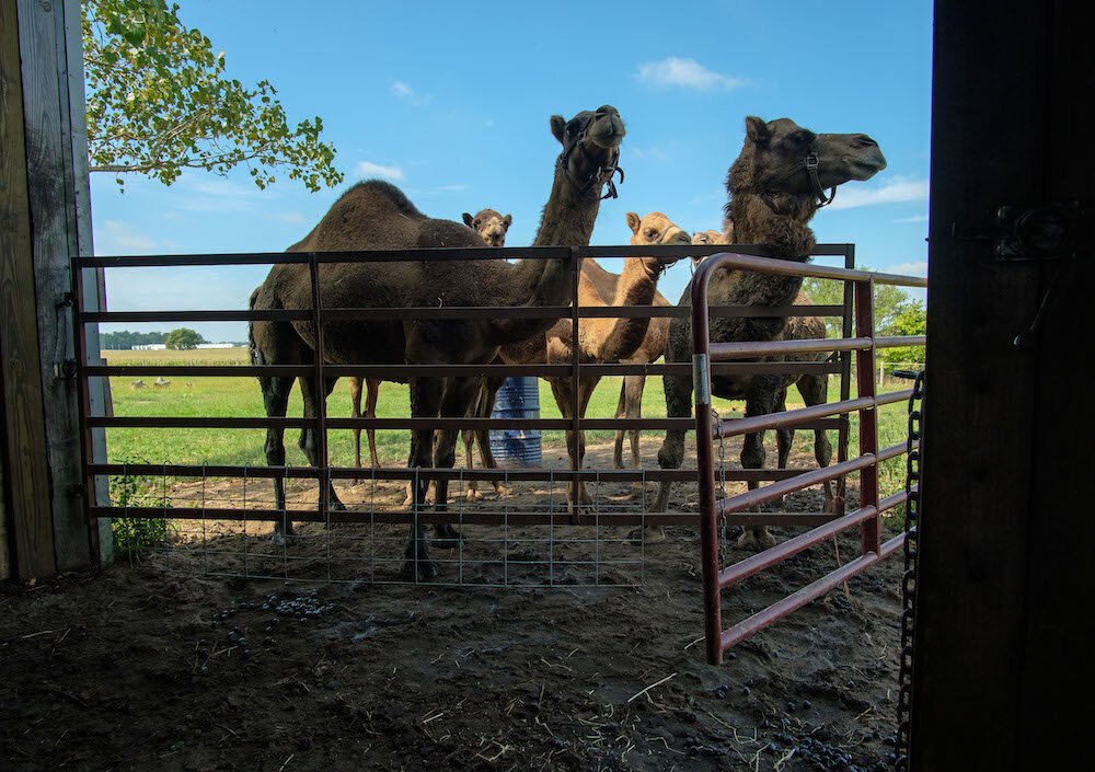 Camel Milk is Trending, and There's a Farm Producing it in Northeast ...