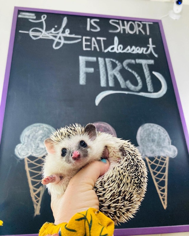 Winona with Winona: Meet Our New Hedgehog Tour Guide - Visit Kosciusko ...