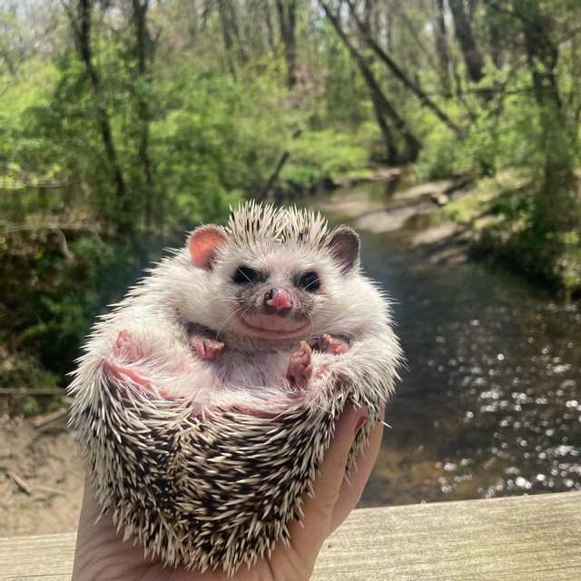 Winona with Winona: Meet Our New Hedgehog Tour Guide - Visit Kosciusko ...