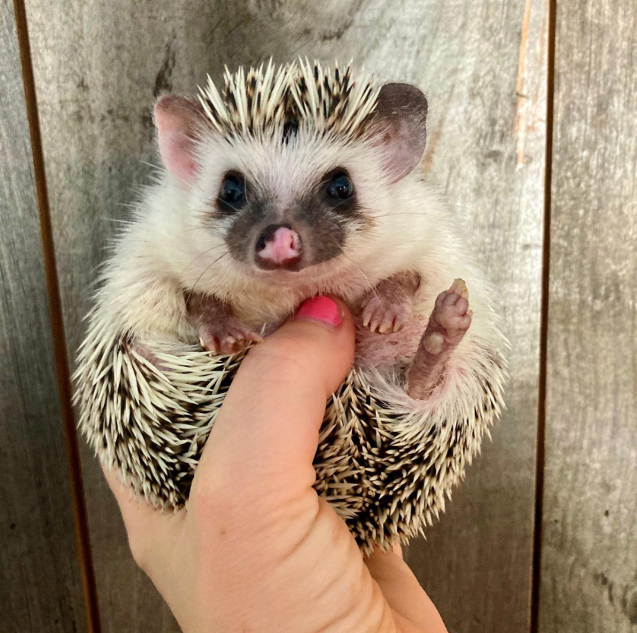 Winona with Winona: Meet Our New Hedgehog Tour Guide - Visit Kosciusko ...