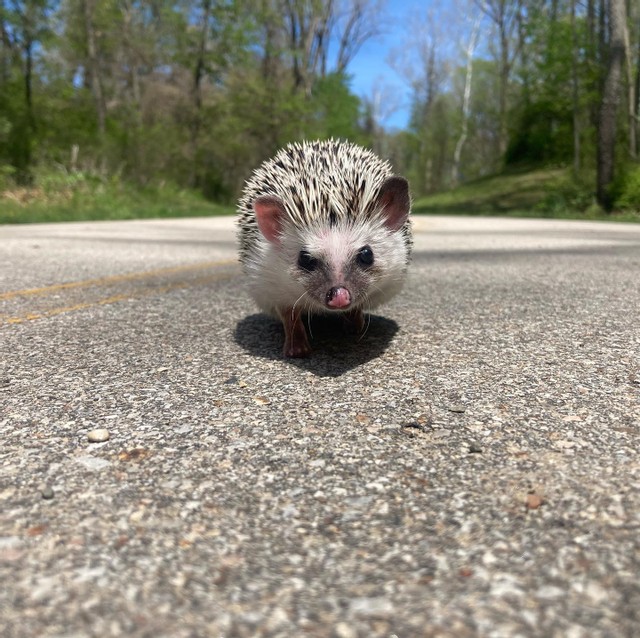 Winona with Winona: Meet Our New Hedgehog Tour Guide - Visit Kosciusko ...