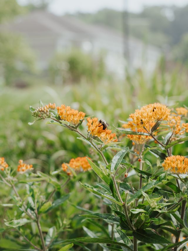 Workshop Planning Your Native Garden Visit Kosciusko County