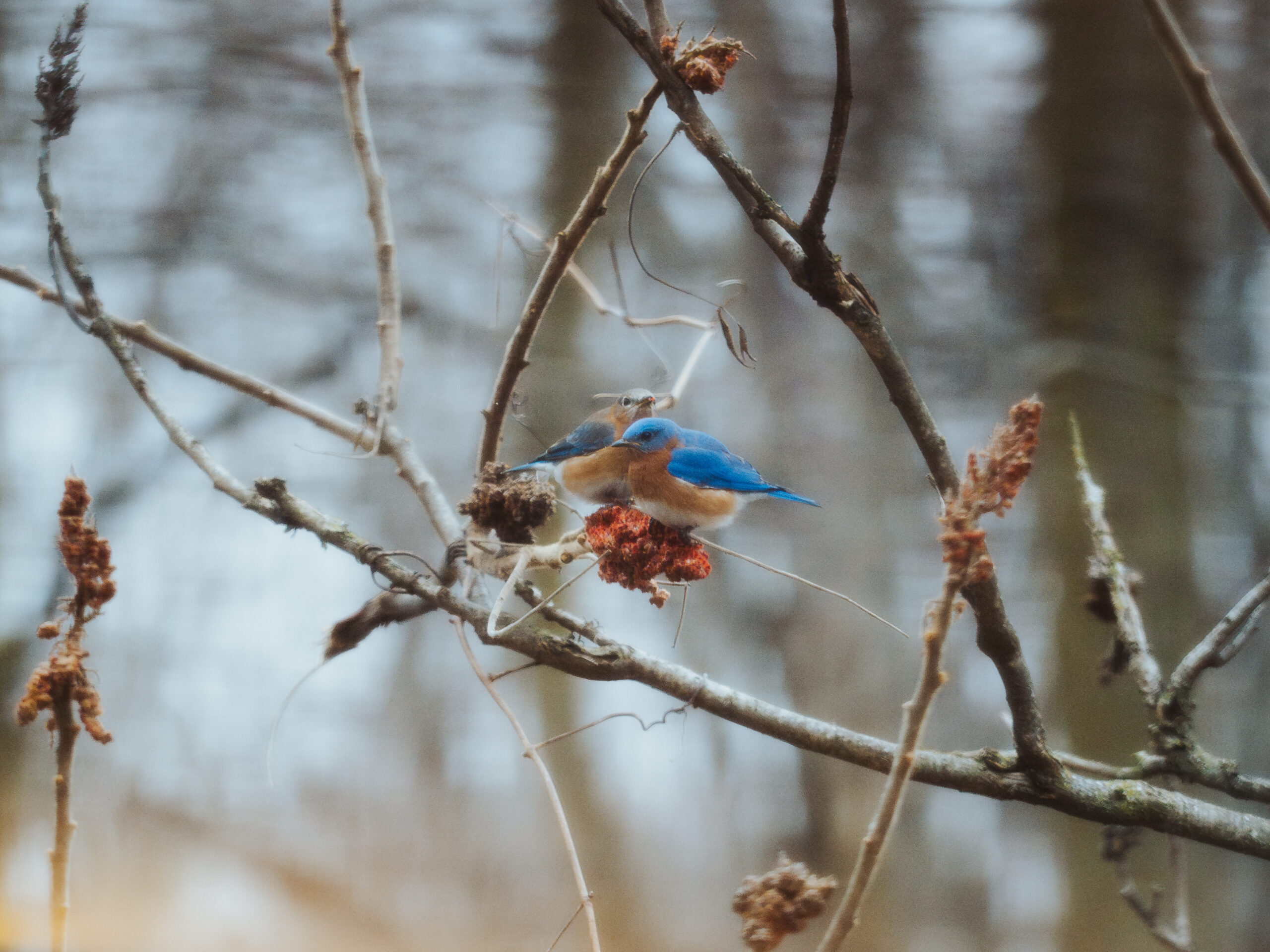 Winter Bird Identification - Visit Kosciusko County