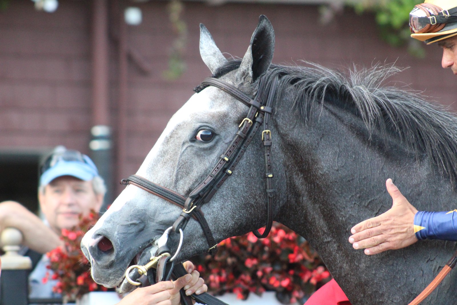Dogtag finds her way late in P.G. Johnson | Saratoga