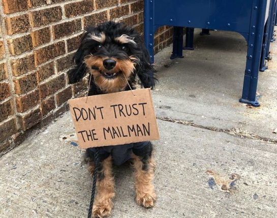 This Cute Viral Dog Protests With Funny Signs, And All The Dogs Can ...