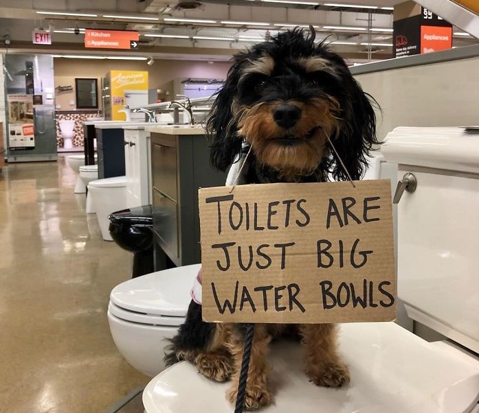This Cute Viral Dog Protests With Funny Signs, And All The Dogs Can ...