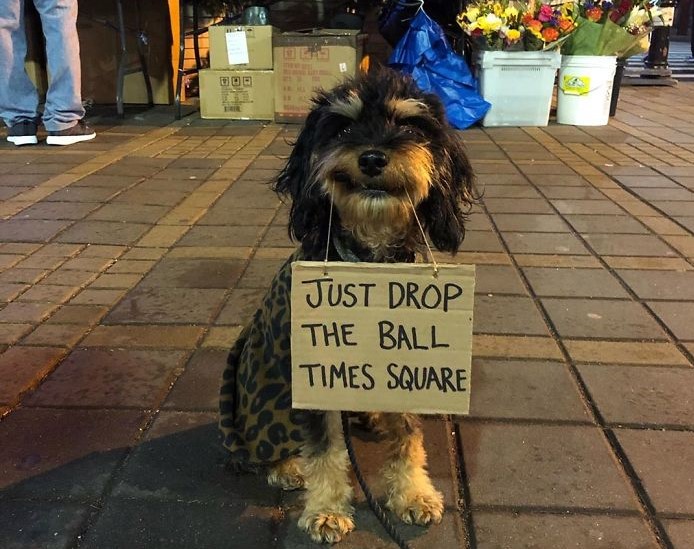 This Cute Viral Dog Protests With Funny Signs, And All The Dogs Can ...