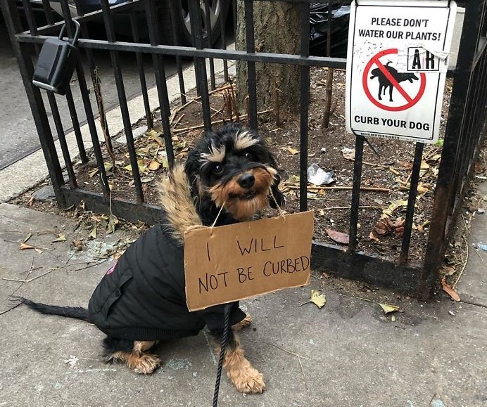 This Cute Viral Dog Protests With Funny Signs, And All The Dogs Can ...