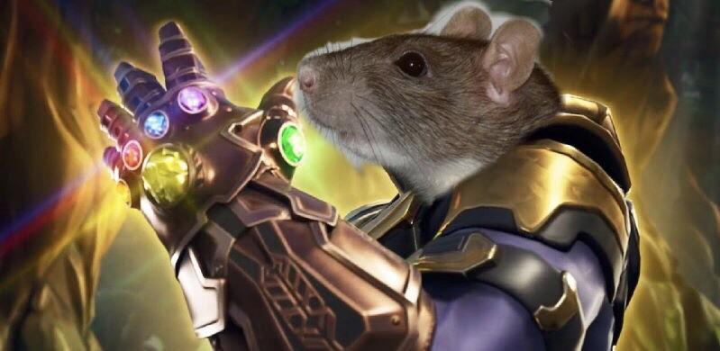 Rats Affected By COVID-19 Have Started Eating Each Other & Attacking ...