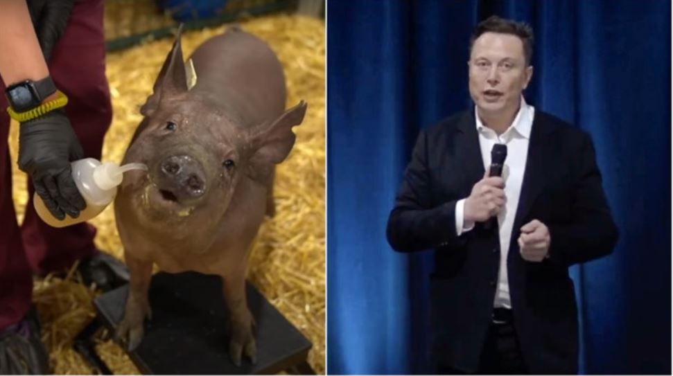 Neuralink: Elon Musk's Pigs With Microchips Show A Ghastly Resemblance ...