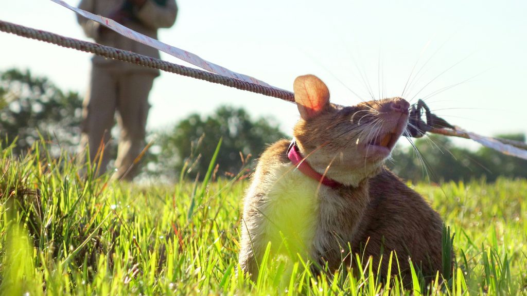 This Hero Rat Can Detect Bombs 200 Times Faster Than Military Bomb ...
