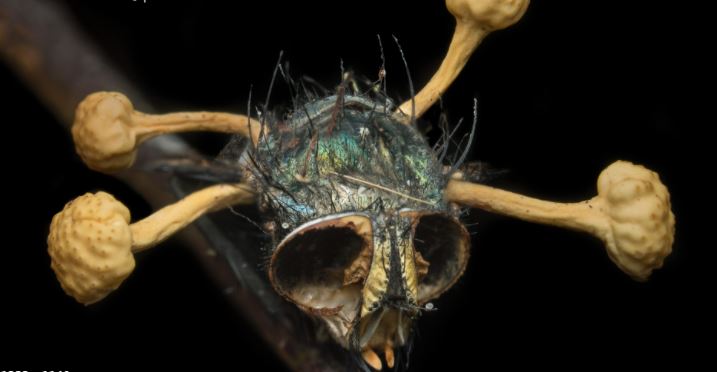 Scientists Discovered Zombie Flies That Fit Almost Every Zombie ...