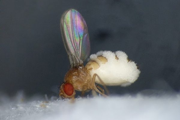 Scientists Discovered Zombie Flies That Fit Almost Every Zombie ...