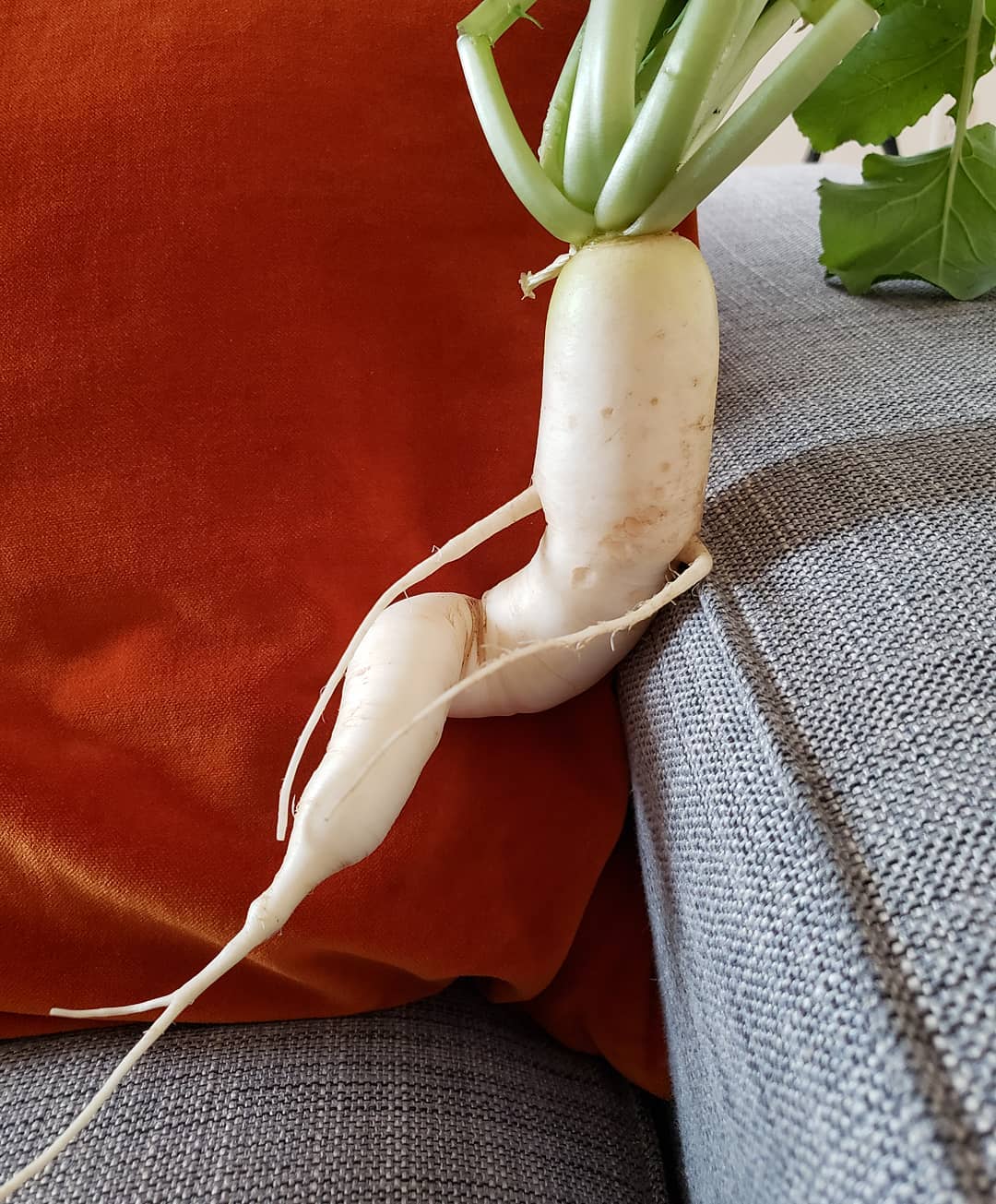 15 Almost Human-shaped Vegetables & Fruits - AsViral