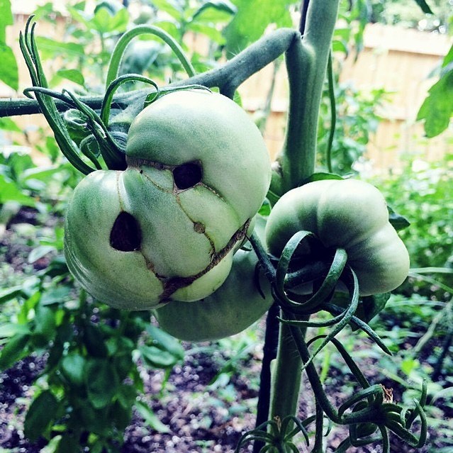 15 Almost Human-shaped Vegetables & Fruits – AsViral