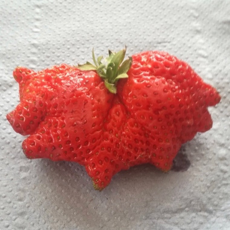 15 Almost Human-shaped Vegetables & Fruits – AsViral