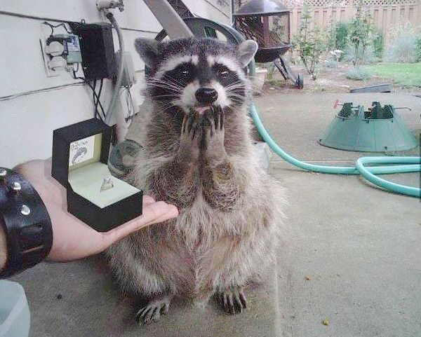 15 Pics Showing Animals Acting Like Humans - AsViral