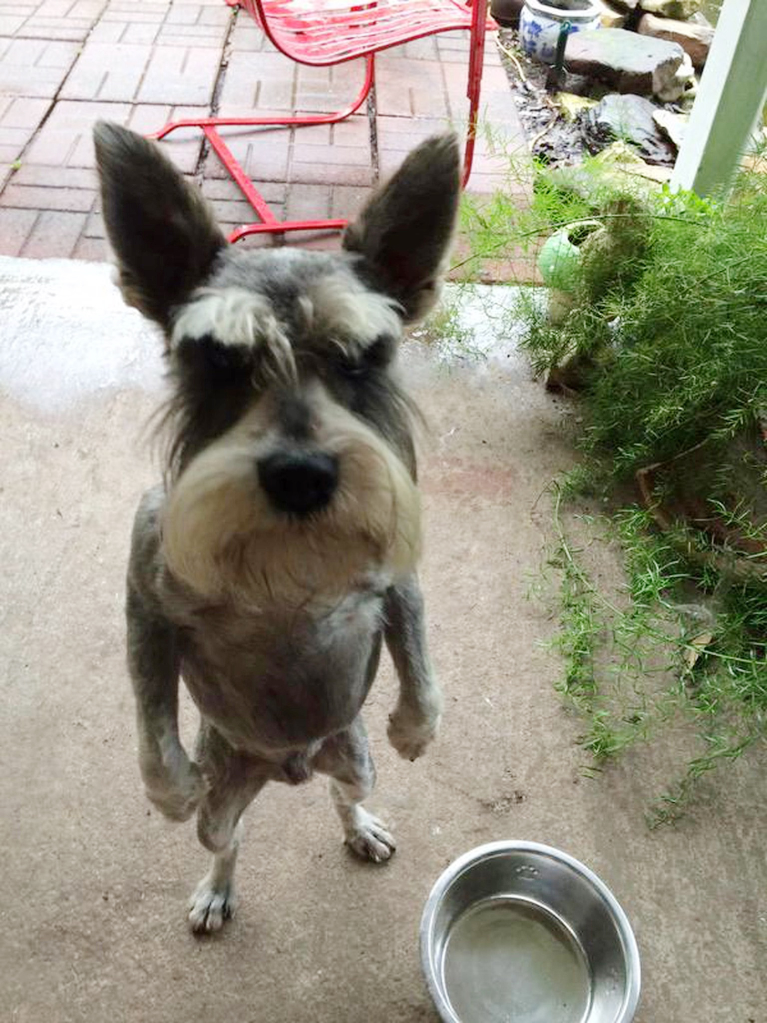 15 Pics Showing Animals Acting Like Humans - AsViral
