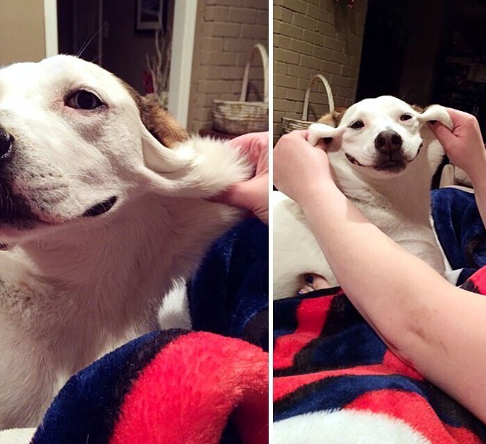 20 Dogs With Cute Cheeks That You’d Want to Pull – AsViral