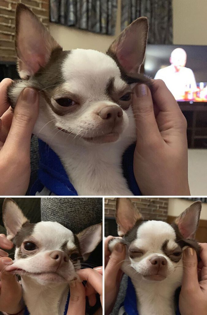 20 Dogs With Cute Cheeks That You'd Want to Pull - AsViral