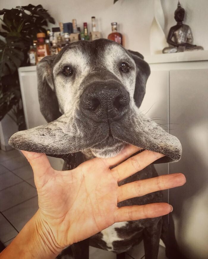 20 Dogs With Cute Cheeks That You'd Want to Pull - AsViral