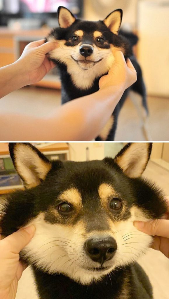 20 Dogs With Cute Cheeks That You'd Want to Pull - AsViral