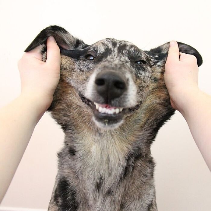 20 Dogs With Cute Cheeks That You'd Want to Pull - AsViral