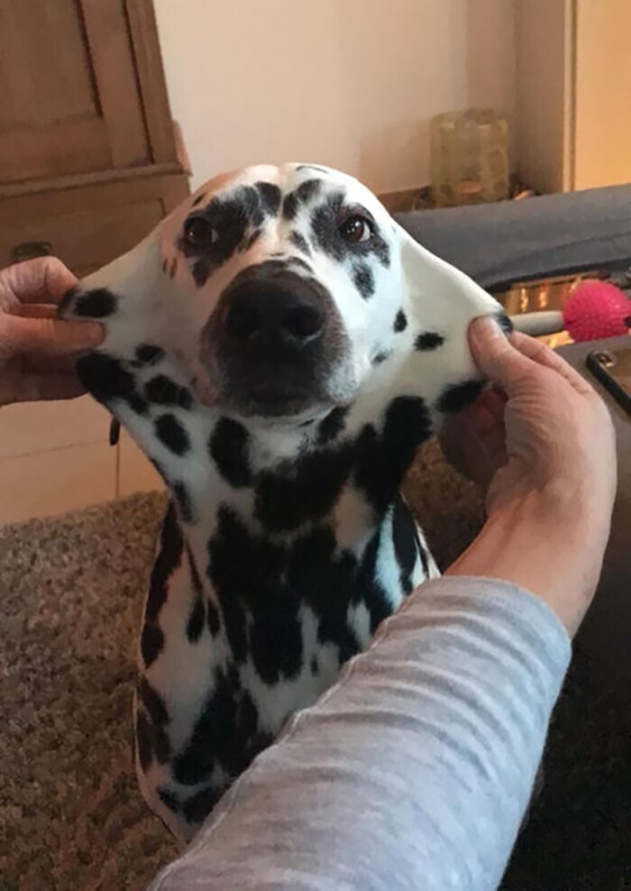 20 Dogs With Cute Cheeks That You'd Want to Pull - AsViral