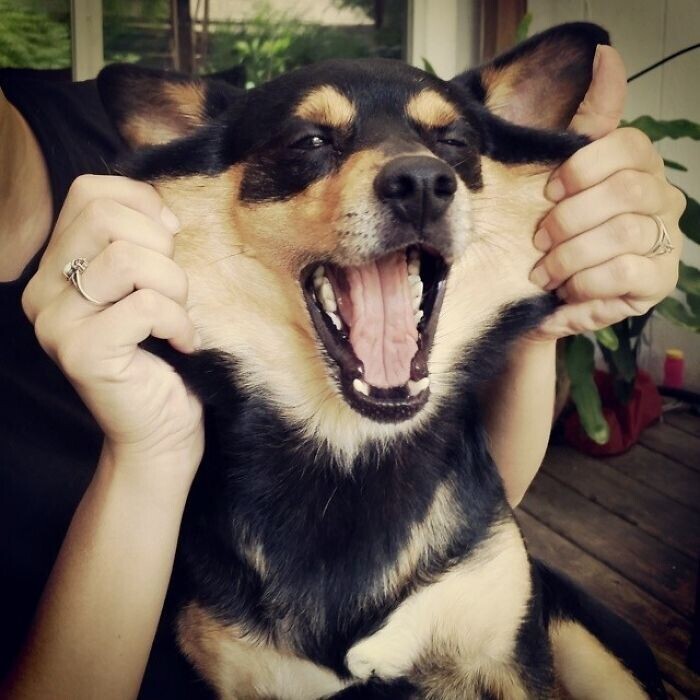 20 Dogs With Cute Cheeks That You'd Want to Pull - AsViral