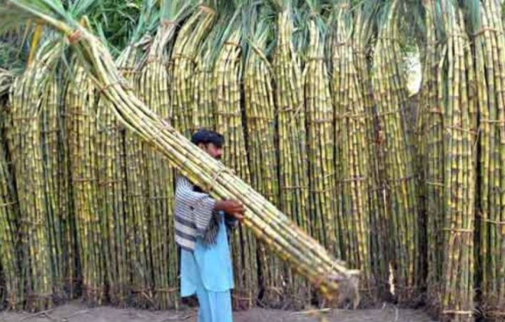 8 Interesting Facts About Sugarcane - AsViral