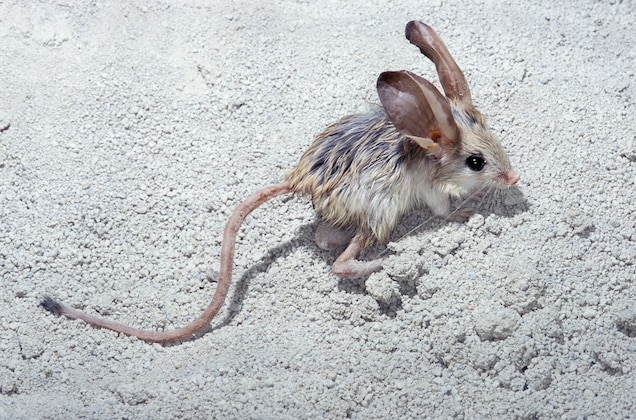 Ever Heard of a Long-Eared Jerboa? - AsViral