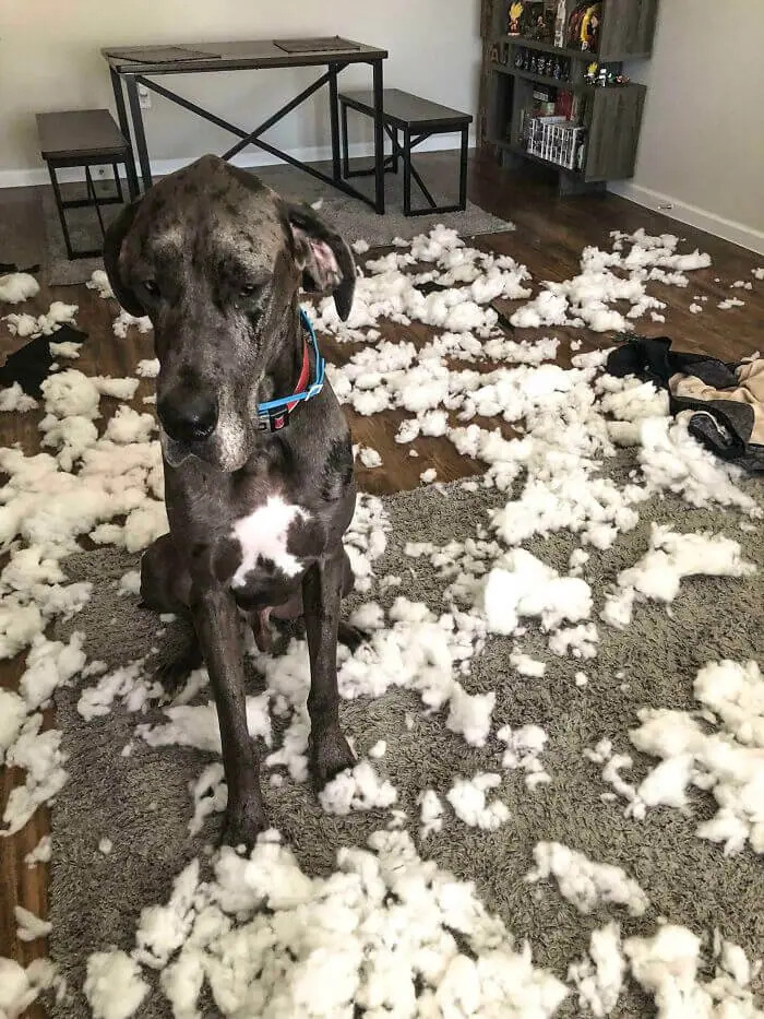 15 Hilarious Pics of Guilty Pets - AsViral
