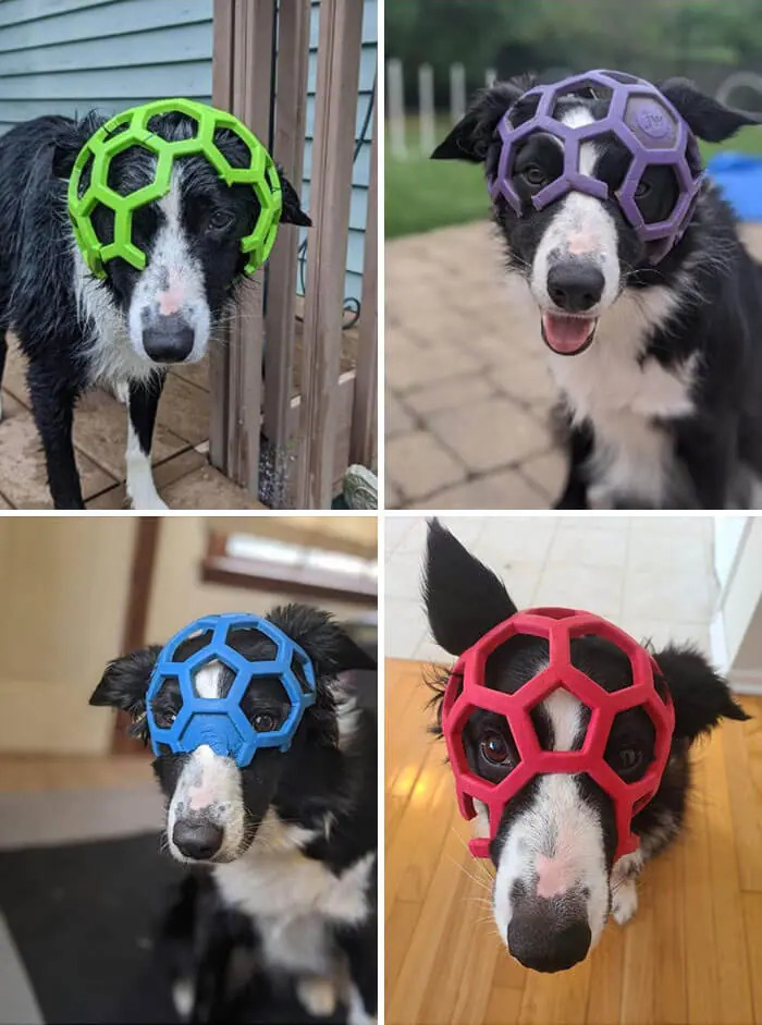 15 Hilarious Pics of Guilty Pets - AsViral