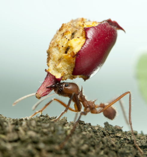 7 Interesting Facts About Ants - AsViral