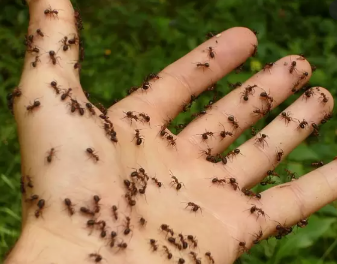 7 Interesting Facts About Ants - AsViral