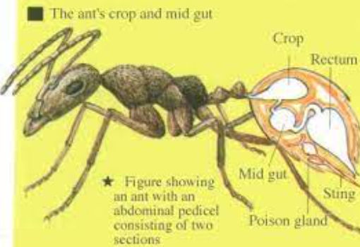 7 Interesting Facts About Ants - AsViral